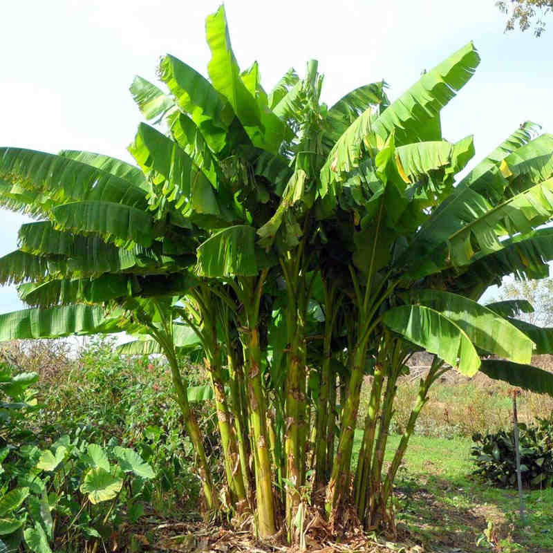 Le Bananier symbolisme