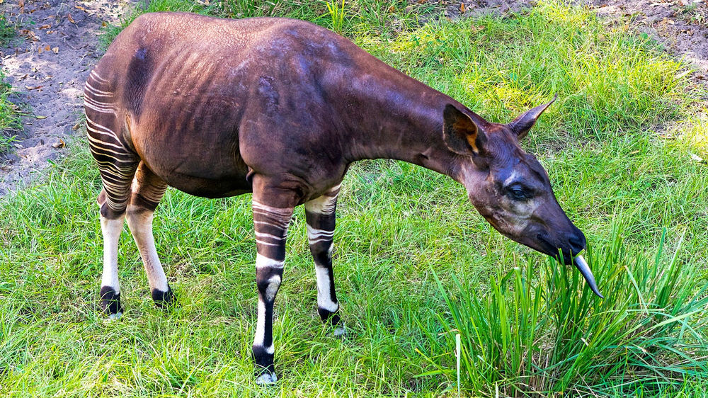L'Okapi symbolisme
