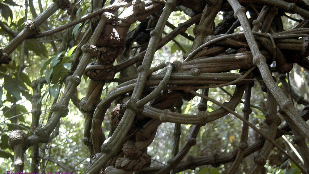 Le Banian symbolisme