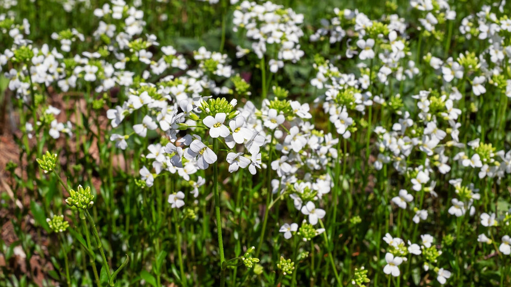 Le Cresson symbolisme