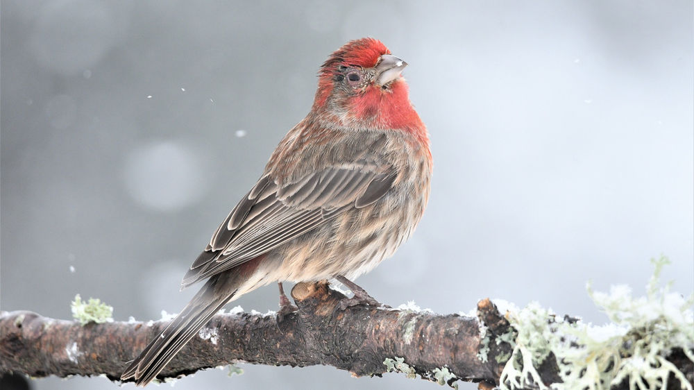 Le Roselin symbolisme