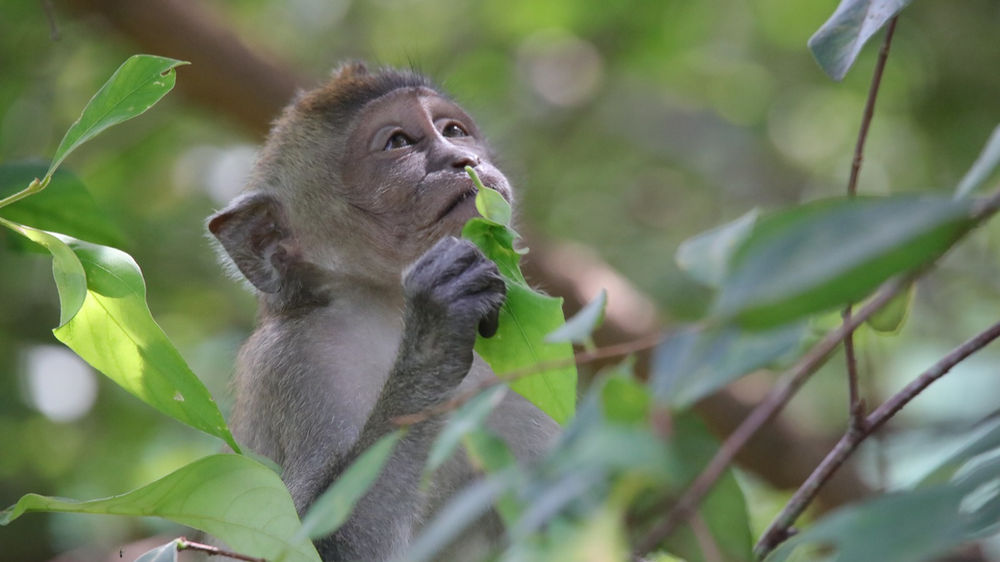 Le Macaque symbolisme