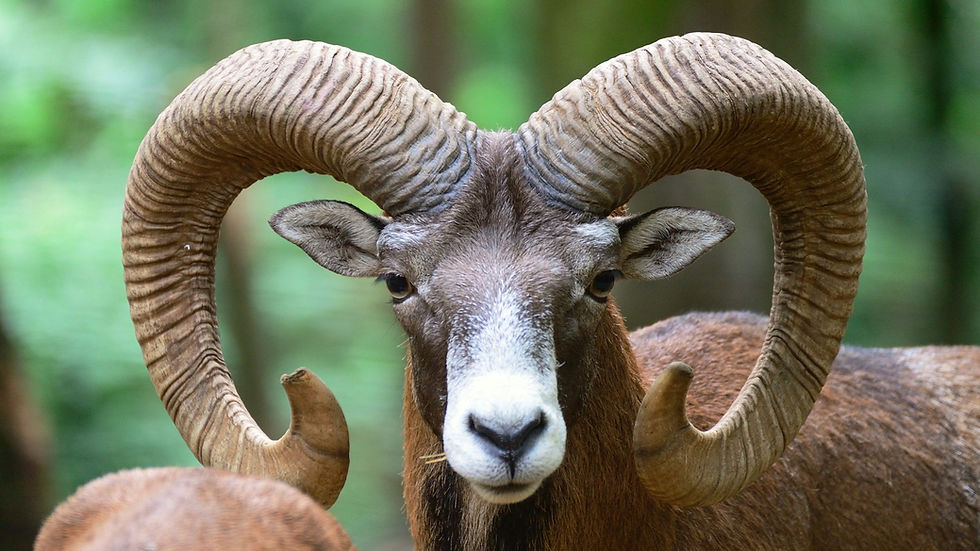 Symbolisme de la corne