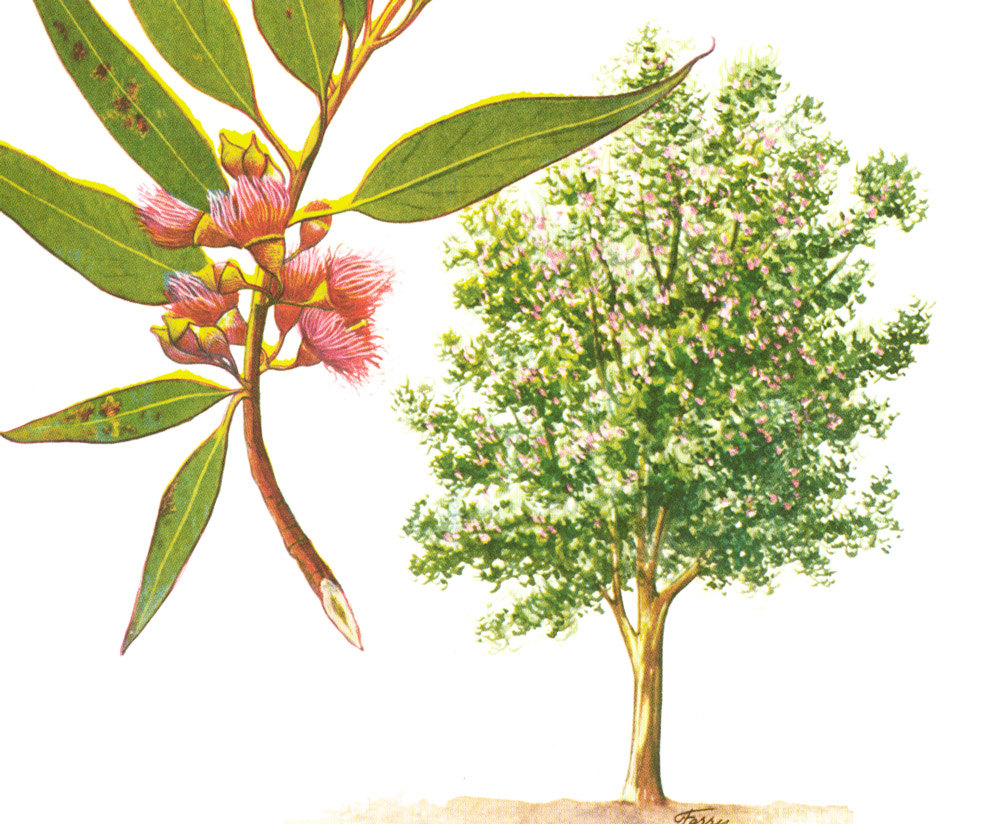 L'Eucalyptus