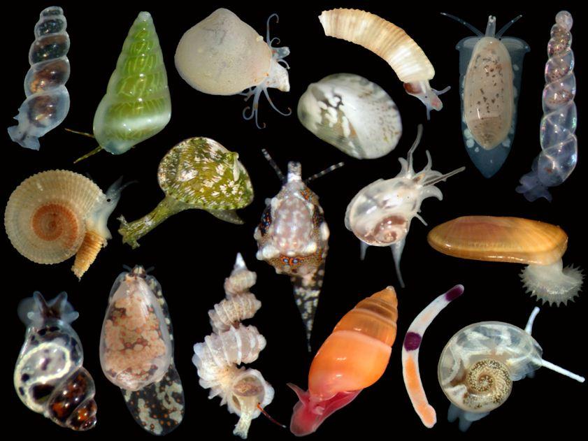 Les Mollusques symbolisme