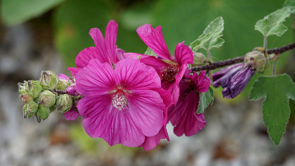 La Rose trémière symbolisme