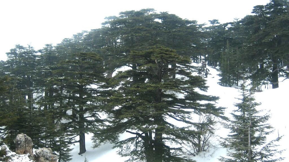 Le Cèdre symbolisme