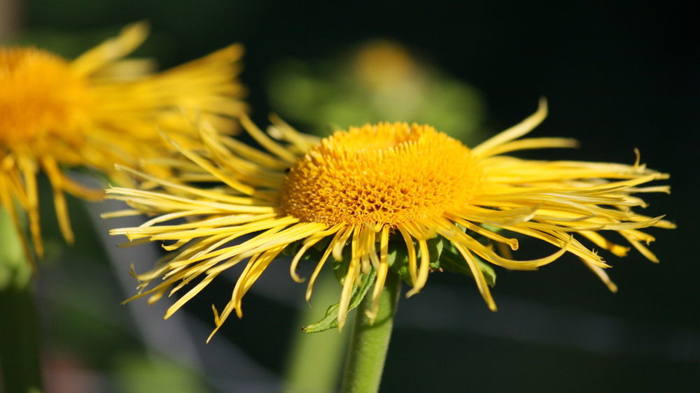 La Grande Aunée symbolisme