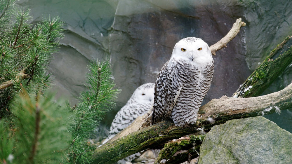 Le Harfang des neiges