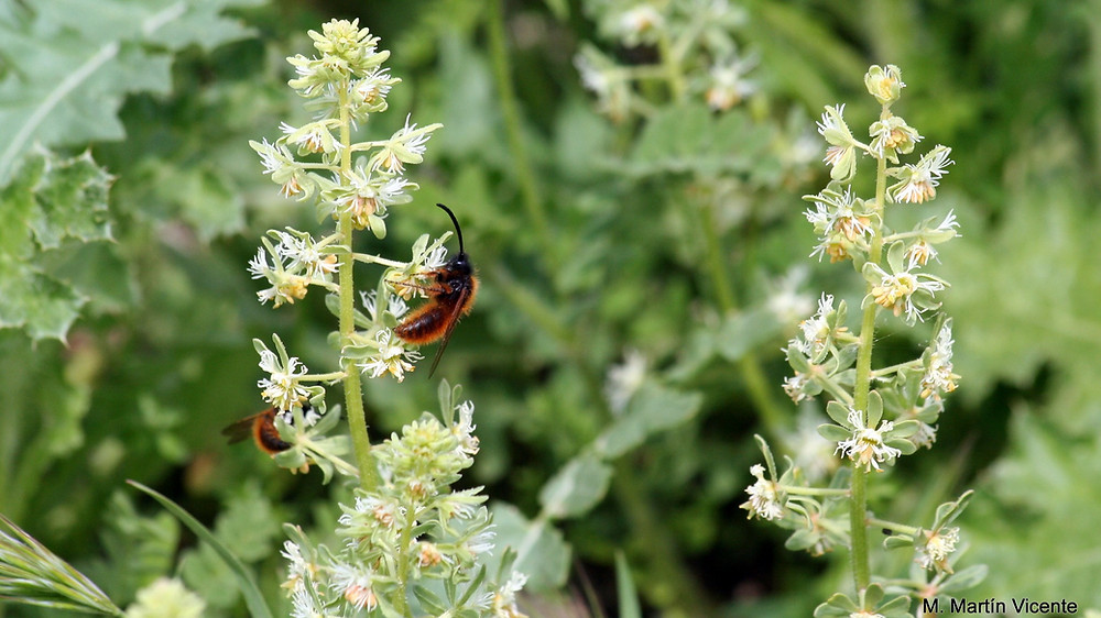 Le Réséda symbolisme
