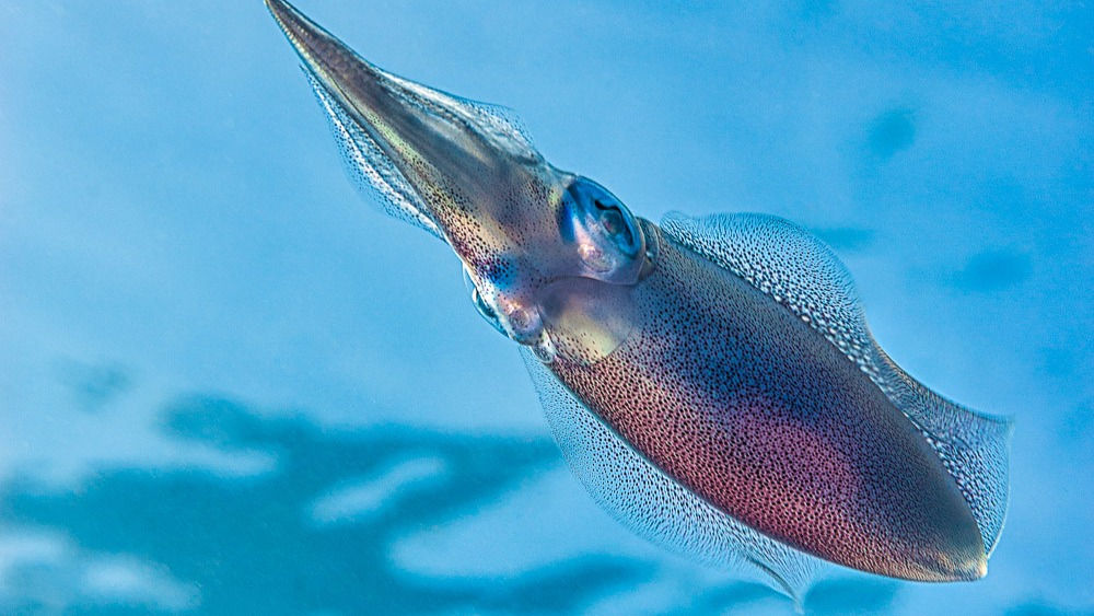 Les Mollusques symbolisme