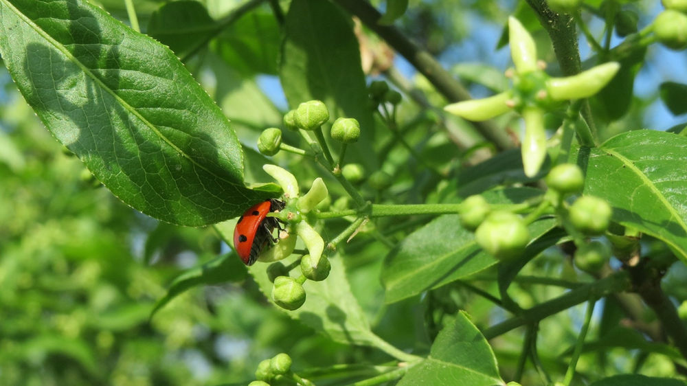 Le Fusain symbolisme