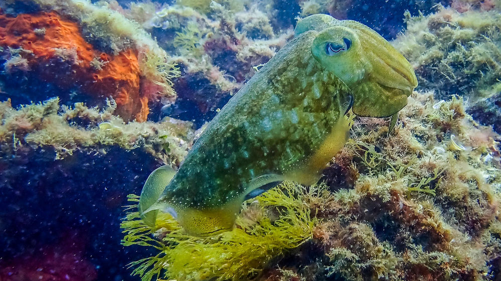 La Seiche symbolisme