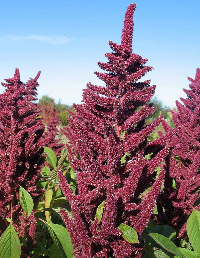 L'Amarante symbolisme