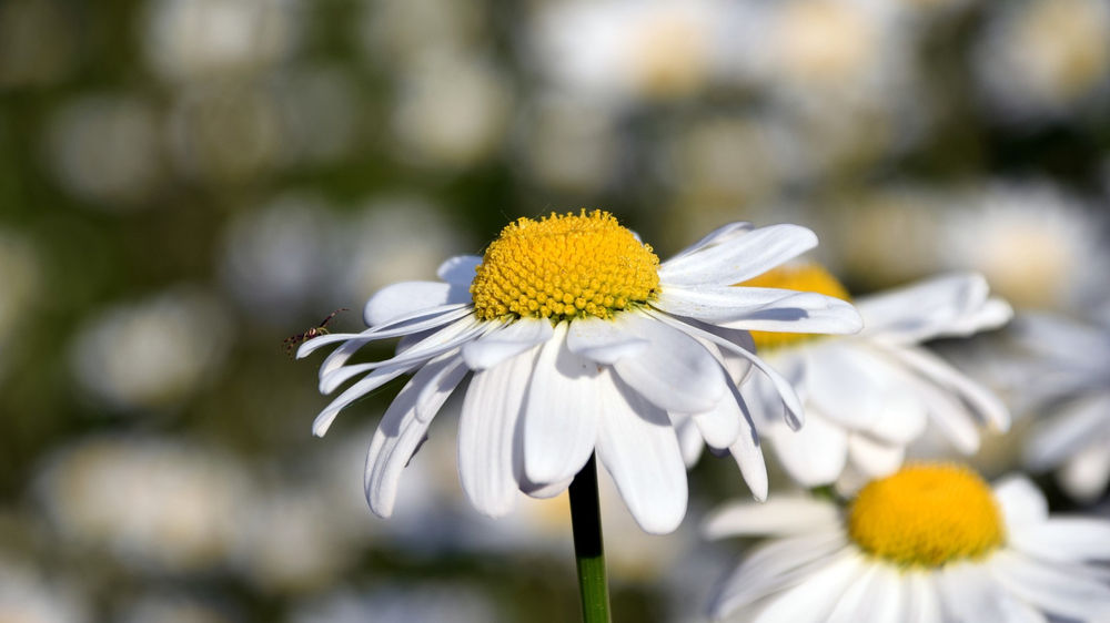 La Marguerite symbolisme