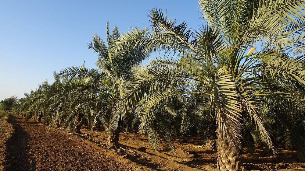 Le Dattier symbolisme