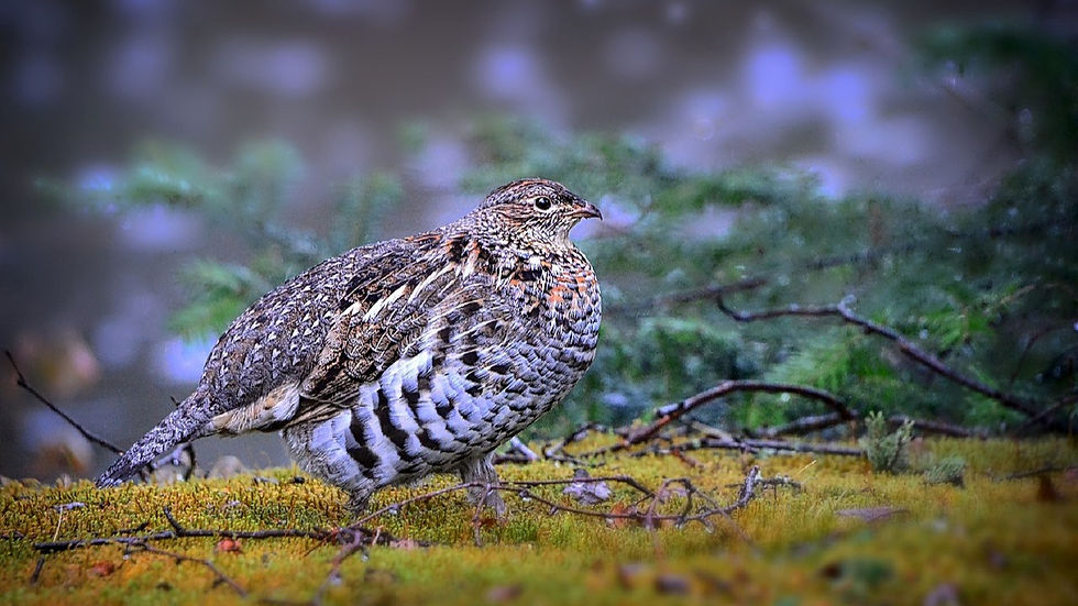 La Perdrix symbolisme