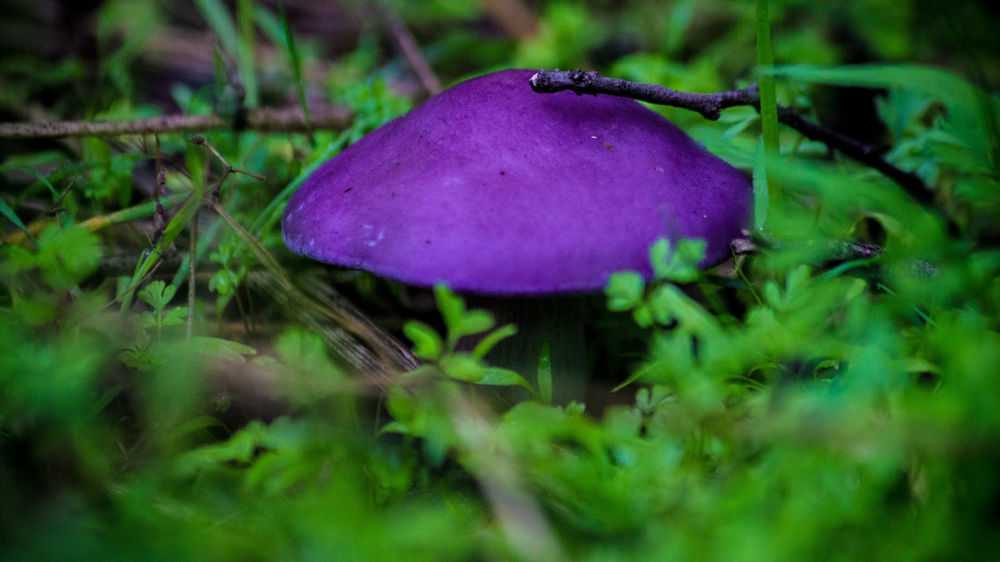 Le Pied bleu