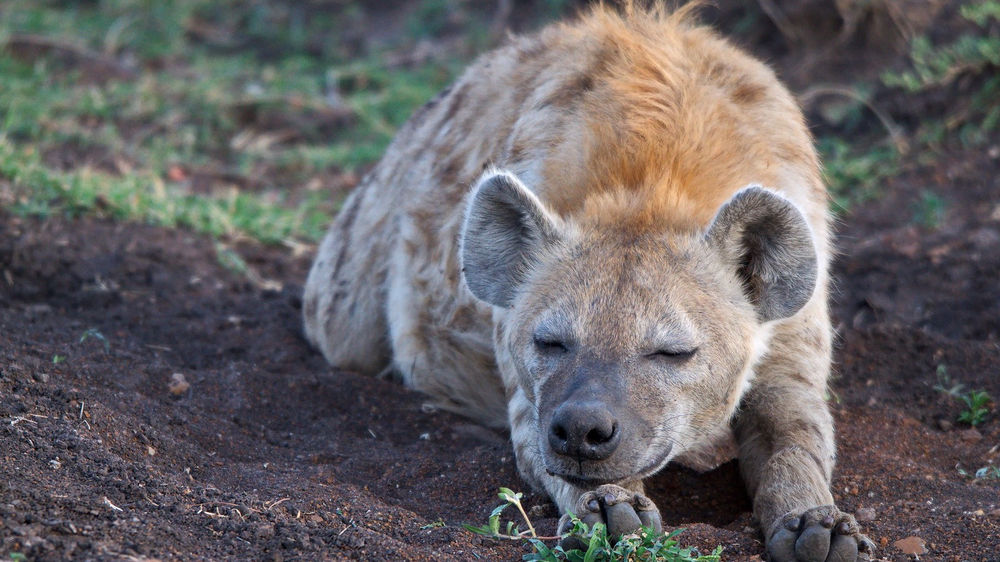 La Hyène symbolisme