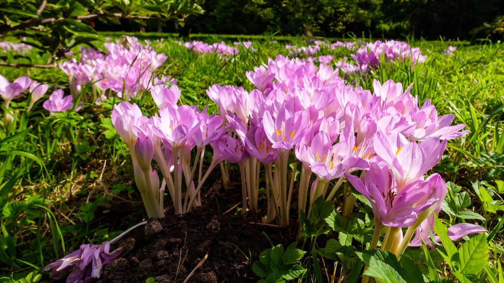 Le Colchique symbolisme