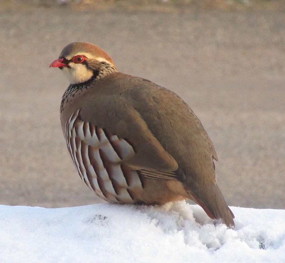 La Perdrix symbolisme