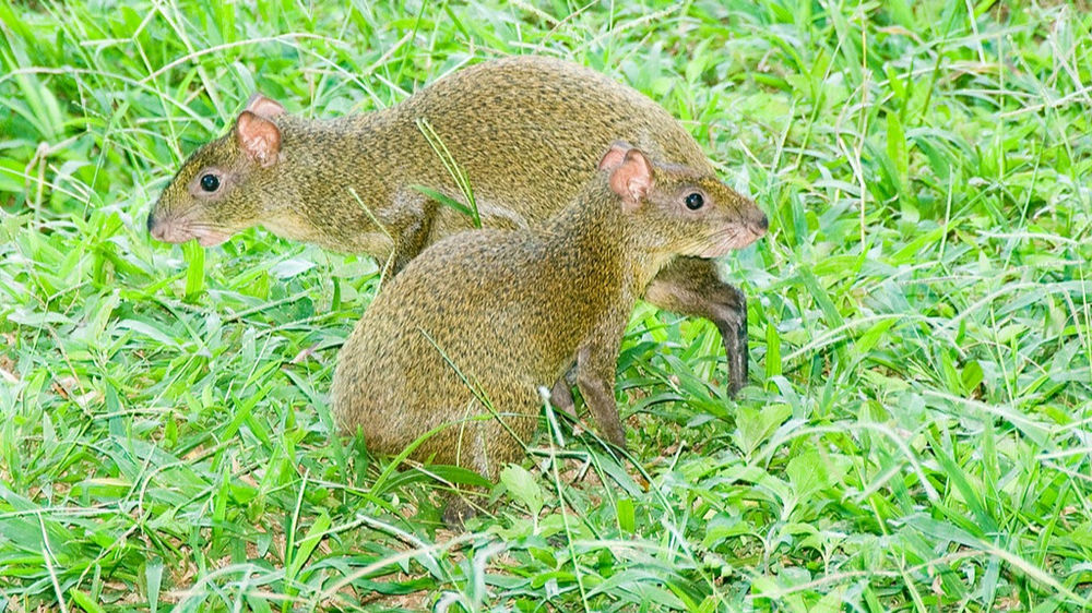 L'Agouti symbolisme