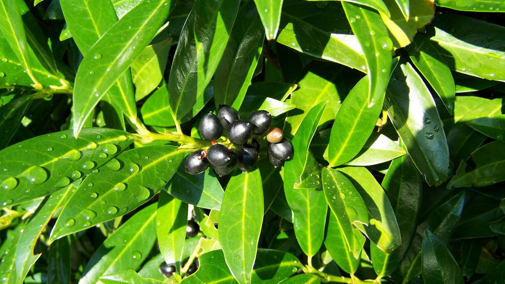 Le Laurier symbolisme