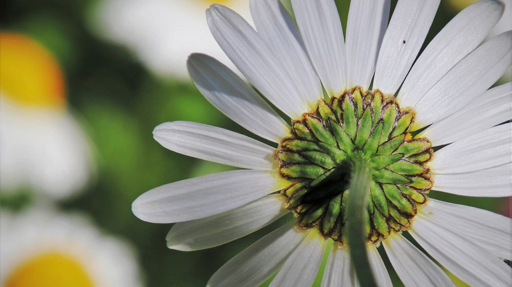 La Marguerite symbolisme