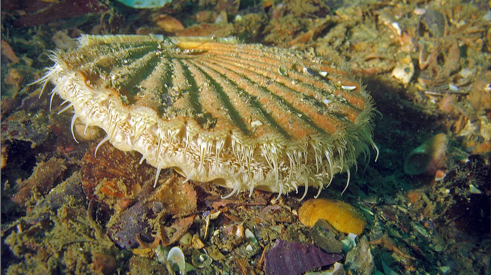 La coquille Saint-Jacques symbolisme