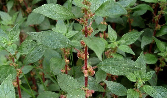 Le Dictame symbolisme