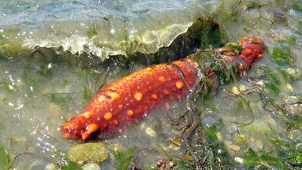 Le Concombre de mer symbolisme