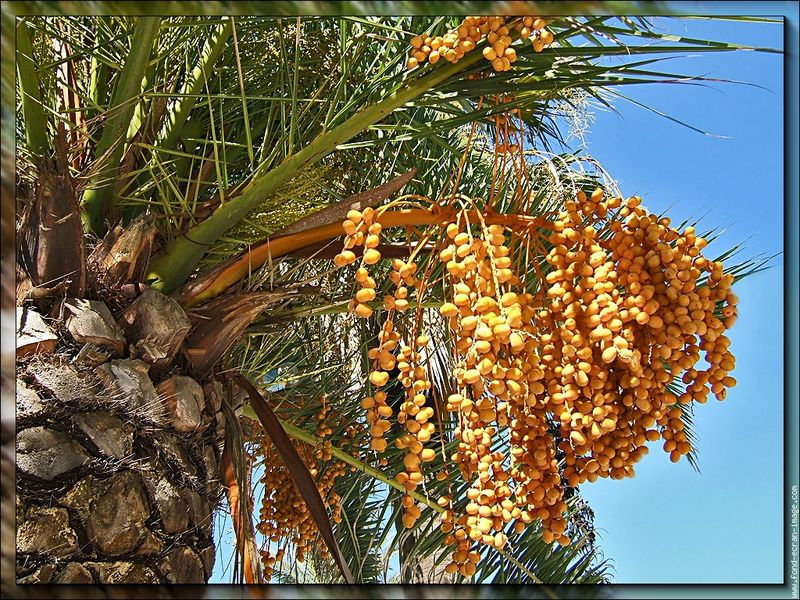 Le Dattier symbolisme