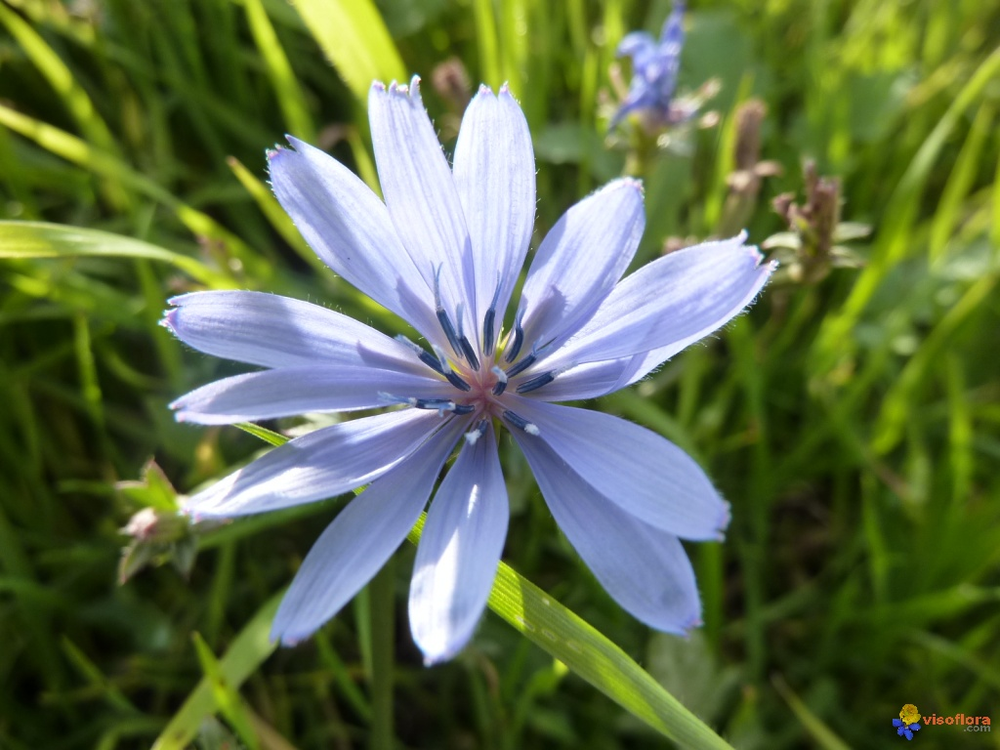 La Chicorée symbolisme