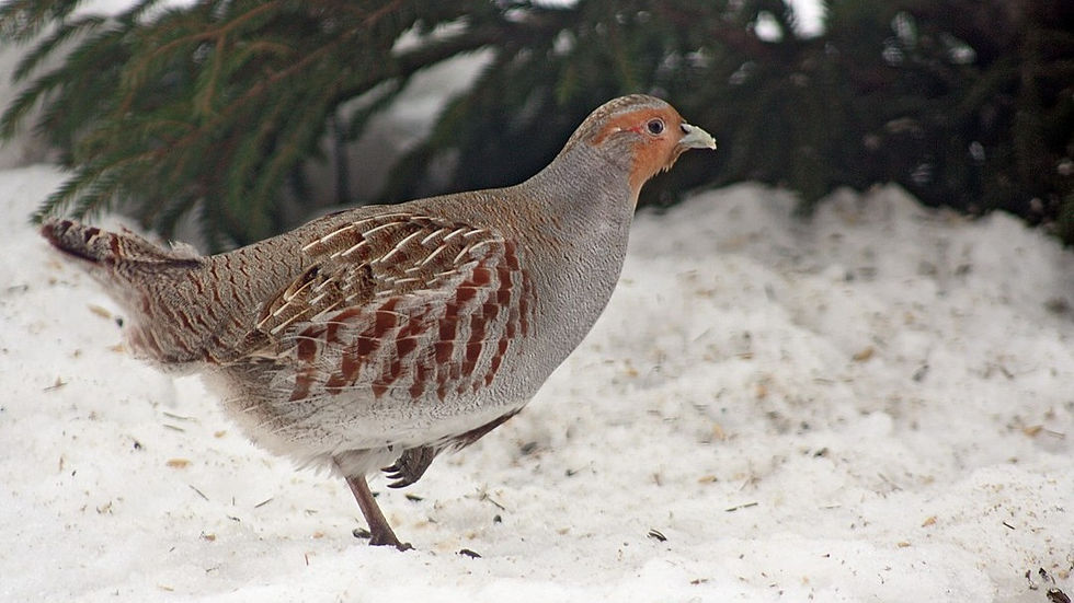 La Perdrix symbolisme