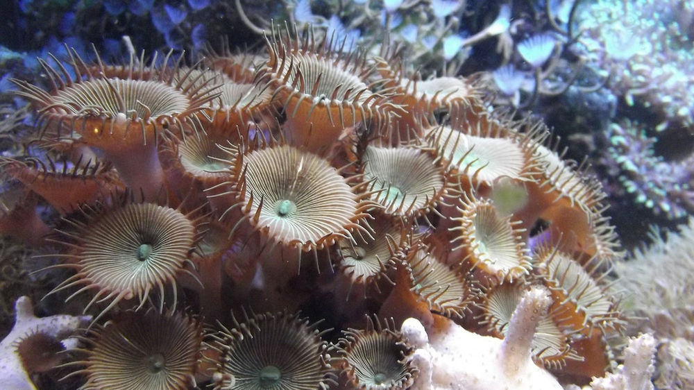 Le Corail symbolisme