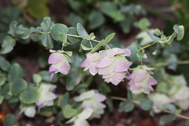 Le Dictame symbolisme