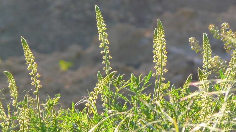 Le Réséda symbolisme