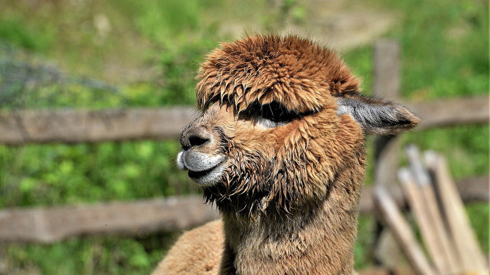L'Alpaga symbolisme
