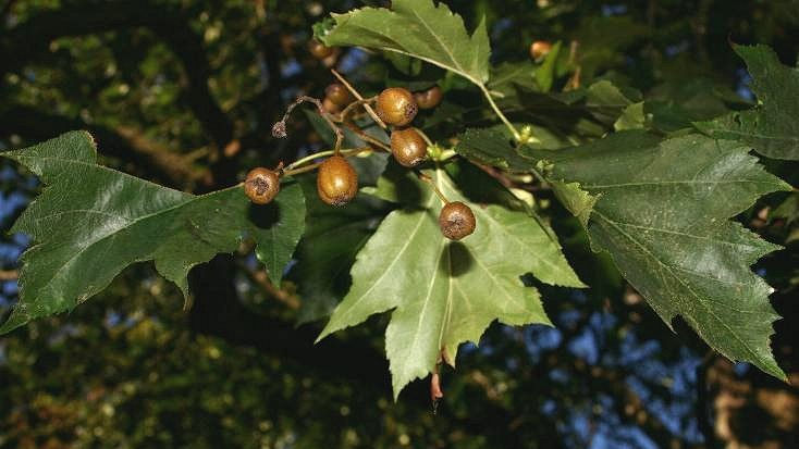 L'Alisier symbolisme