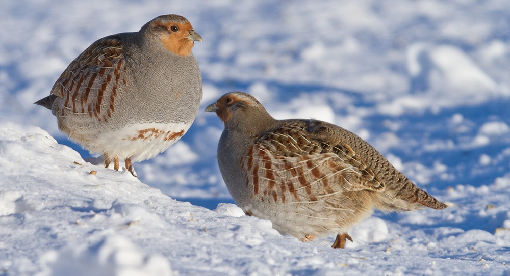 La Perdrix symbolisme