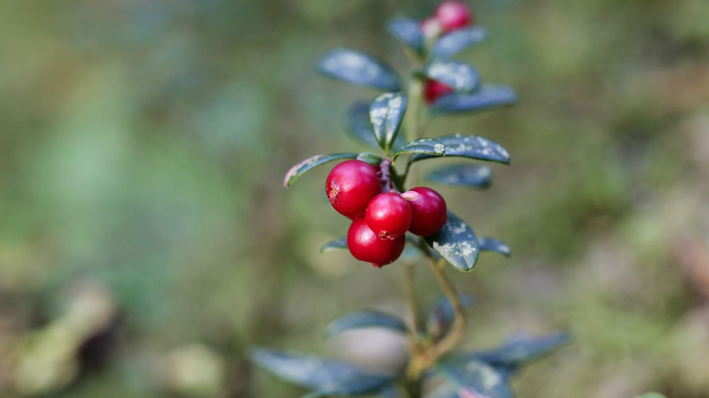 La Canneberge symbolisme