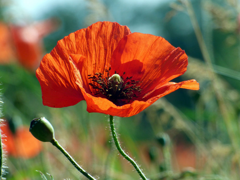 Le Coquelicot symbolisme