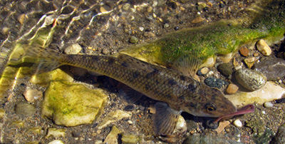 Le Goujon symbolisme