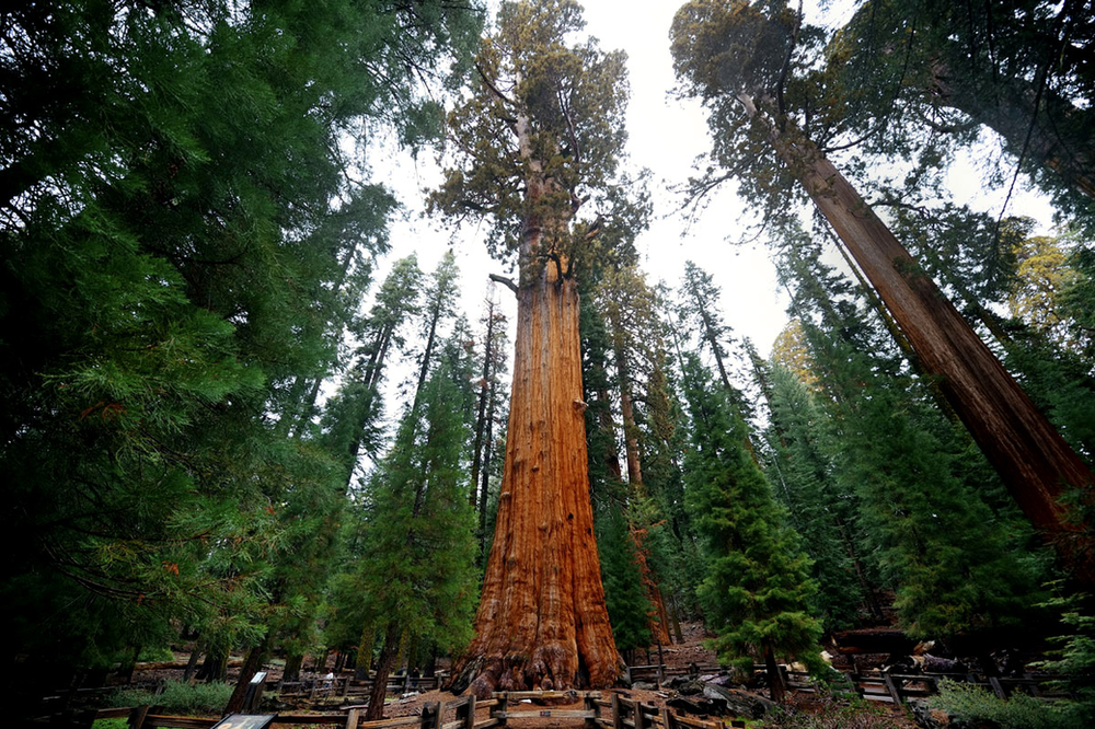 Le Séquoia symbolisme