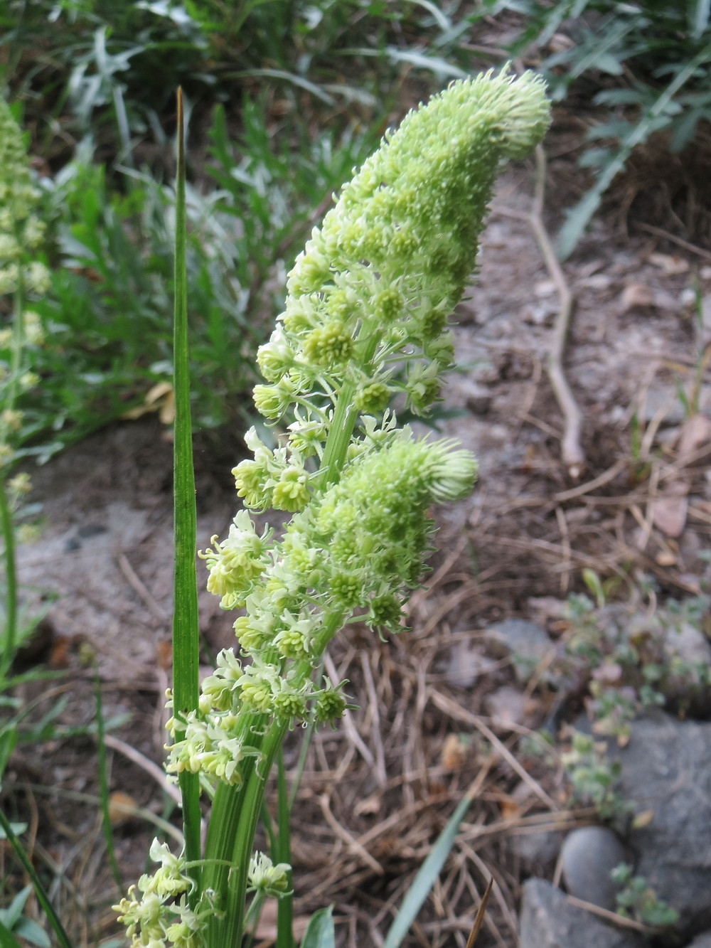 Le Réséda symbolisme