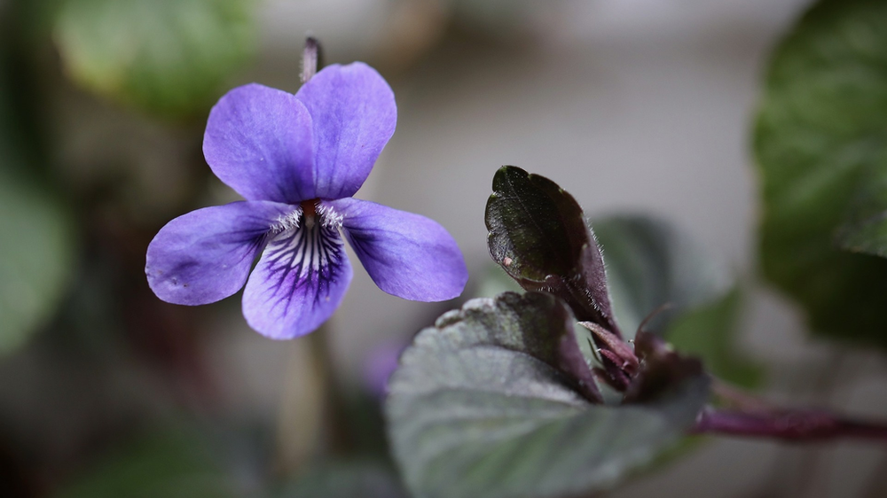 La Violette symbolisme