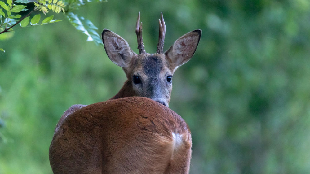 Le Chevreuil symbolisme