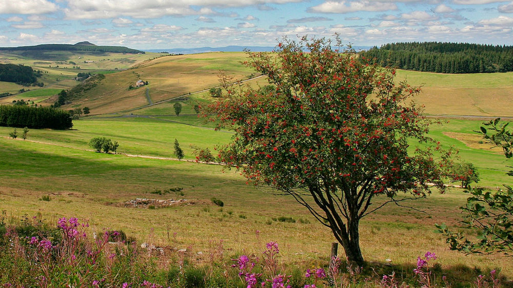 Le Sorbier symbolisme