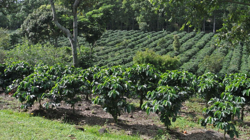 Le Caféier symbolisme