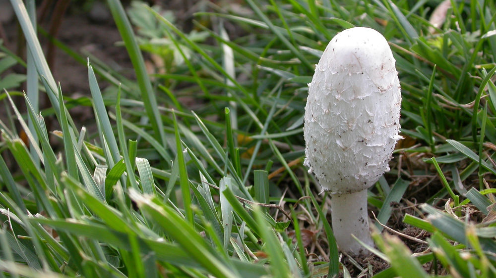 Le Coprin chevelu symbolisme